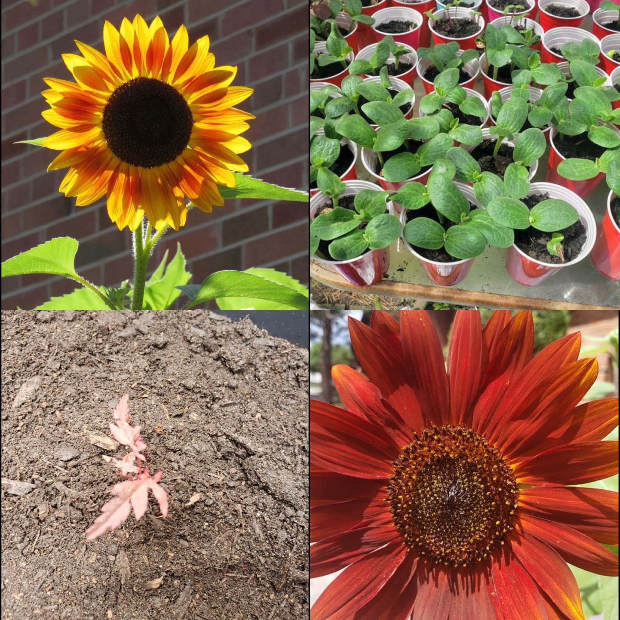 Local plant sale June 5! | Karen Millar Team